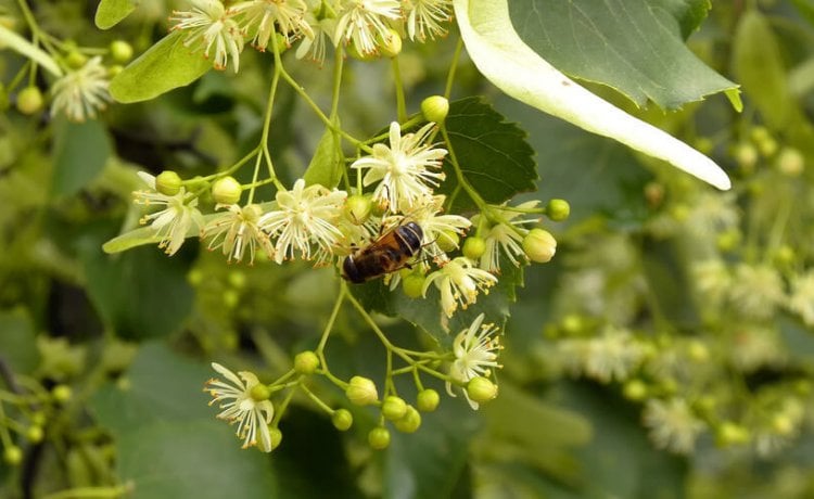Vrste meda i kako prepoznati pravi med? | Kreni zdravo!