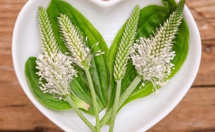 Pholcodin kapsule (10mg) – Uputa o lijeku | Kreni zdravo!