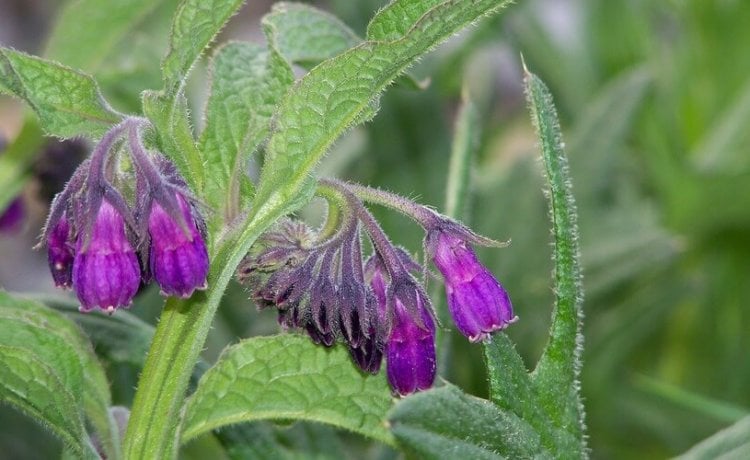 Elidel (10mg) – Uputa o lijeku | Kreni zdravo!