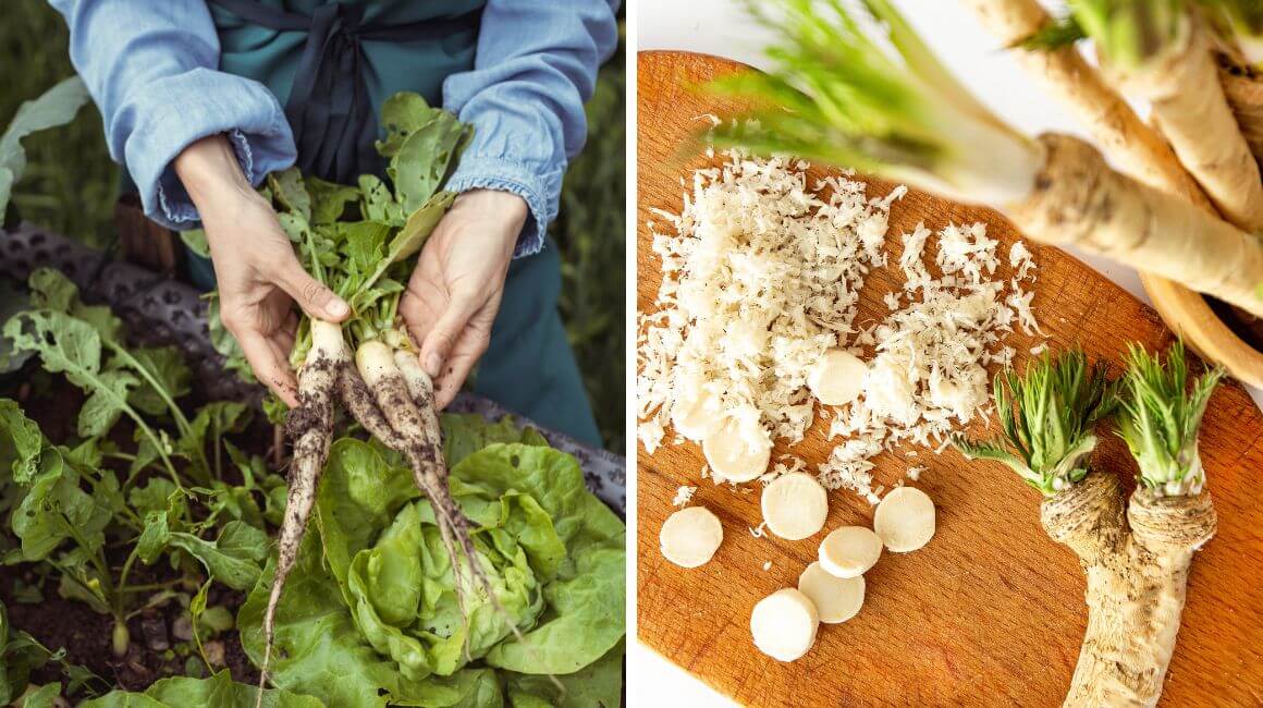 hren i zdravlje | Kreni zdravo!