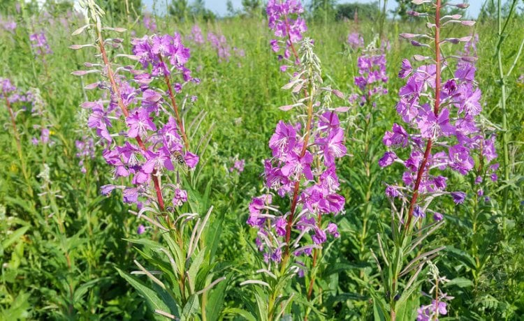 Čaj od lavande – ljekovitost i priprema | Kreni zdravo!