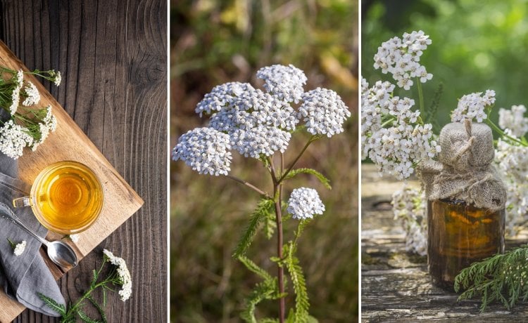 Jabučni ocat kao lijek: Cijenjeni eliksir koji uvijek trebate imati pri ...