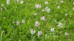 Trputac – korov koji zacjeljuje rane i zaustavlja prehladu i upale ...