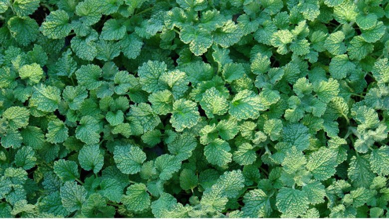 Macina trava – dobrobiti i priprema ljekovitog čaja | Kreni zdravo!