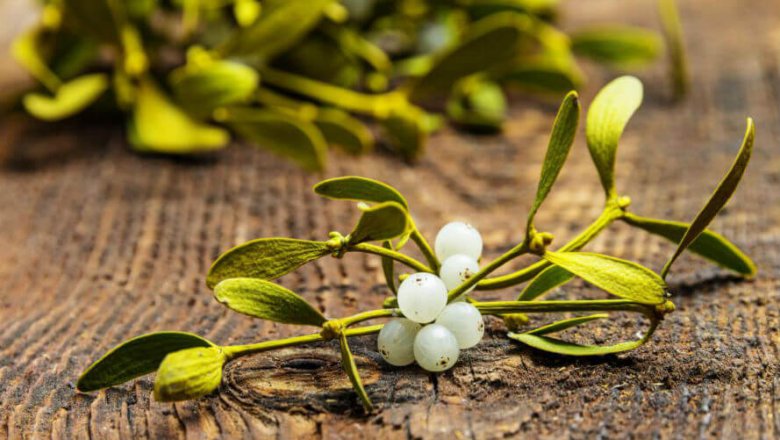 Tinktura od imele – prirodna pomoć imunitetu i probavnom sustavu ...