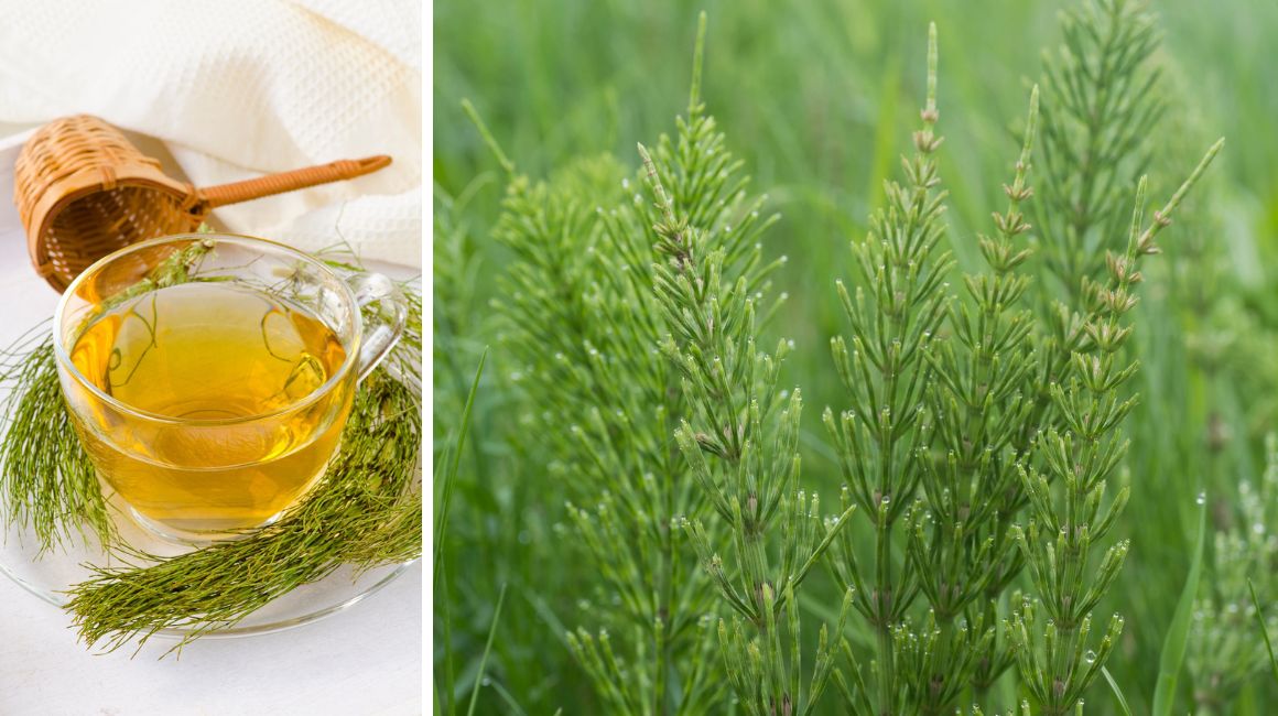 Poljska preslica | Kreni zdravo!