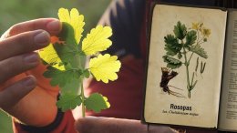 Rosopas biljka kao lijek – gdje raste i kako djeluje? | Kreni zdravo!