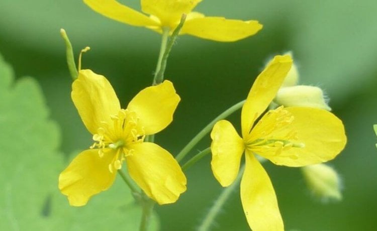 Bivacyn mast – Uputa o lijeku | Kreni zdravo!