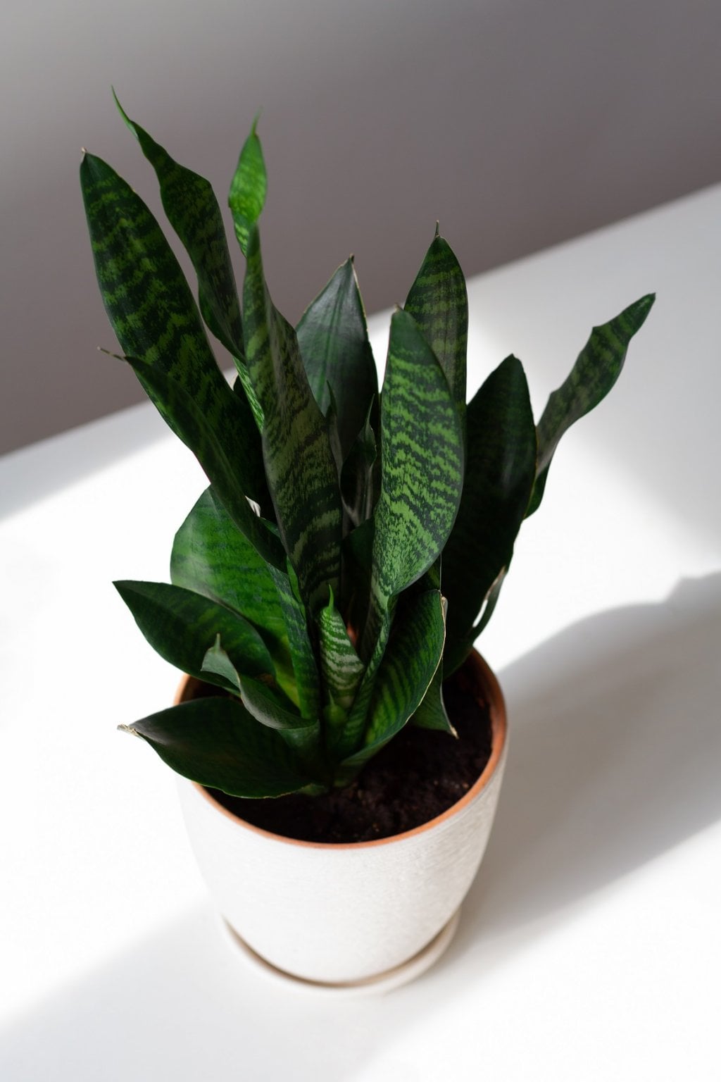 Svekrvin jezik: Trajnica o kojoj je jednostavno brinuti, a čisti zrak i ...