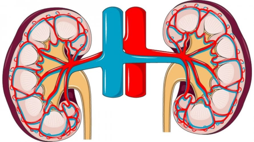 Transplantacija bubrega – indikacije, postupak i oporavak | Kreni zdravo!