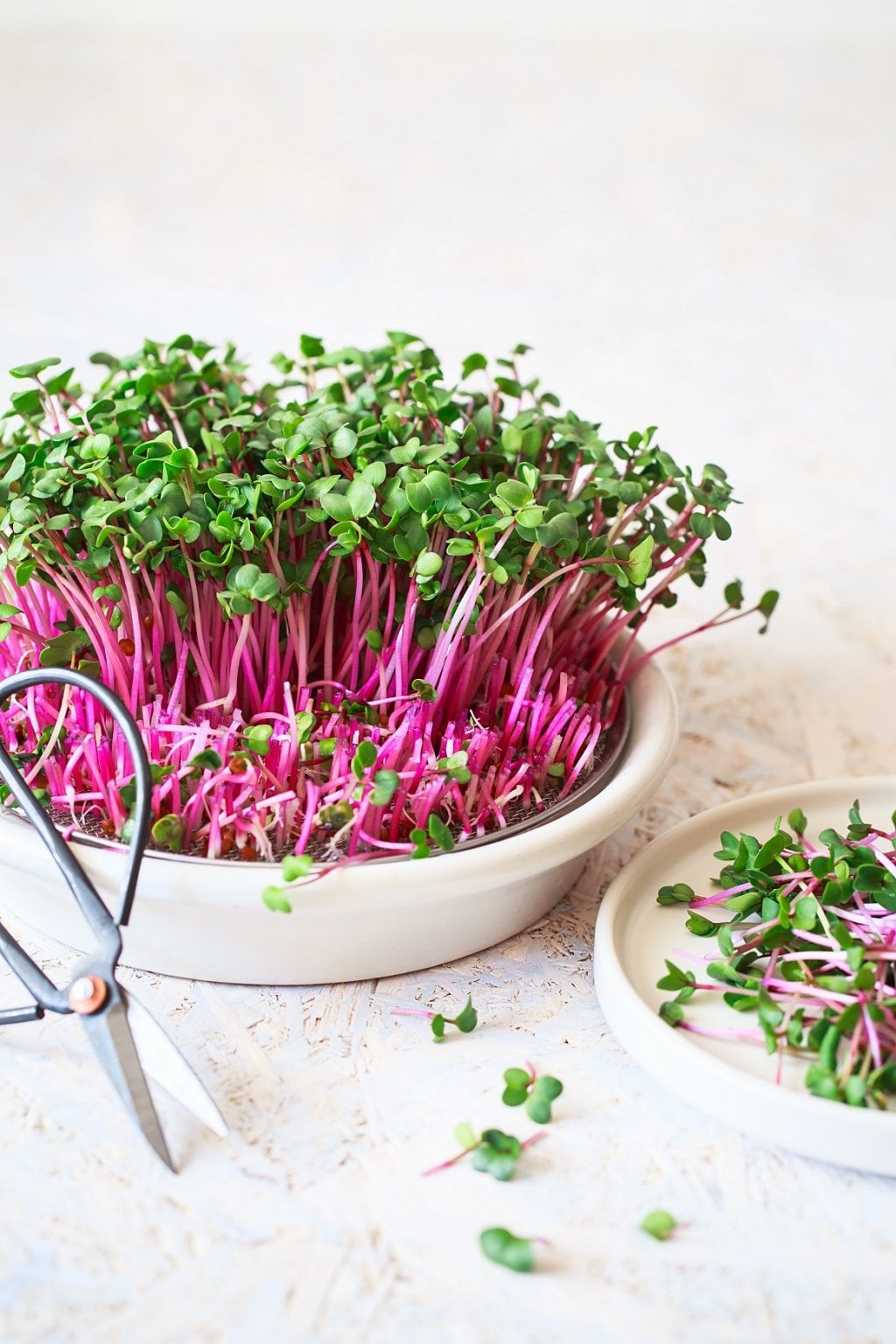 Rotkvica: Mala, ali ljekovita eksplozija vitamina i minerala! Uklopite ...