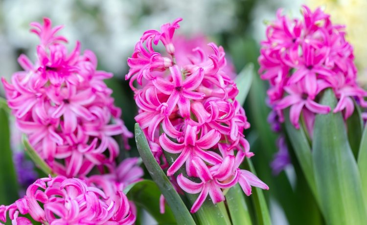 GEOKORTON® mast 20 g- uputstva | Kreni zdravo!