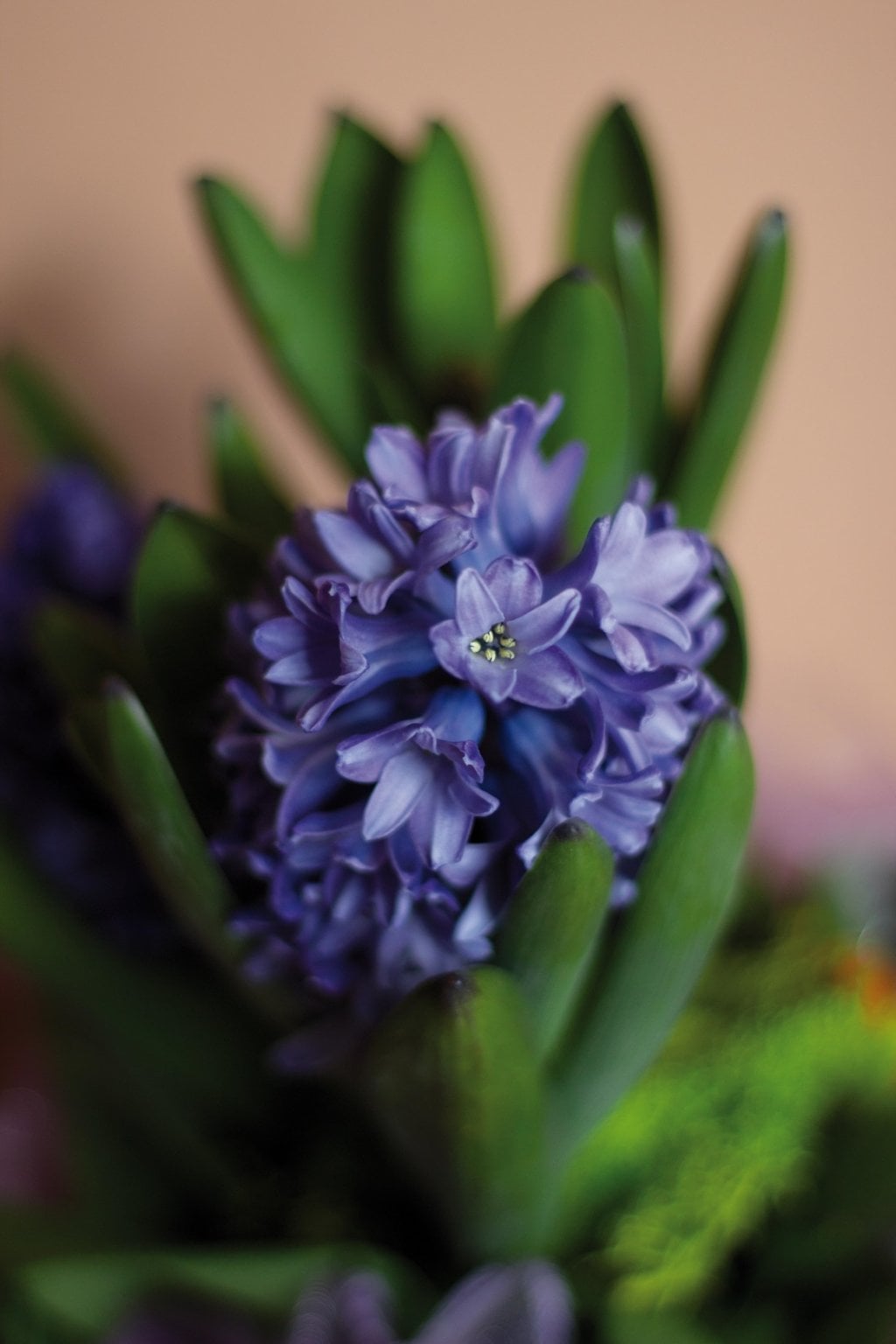 Zumbuli: Obraduju nas različitim bojama i intenzivnim mirisom! Evo kako ...