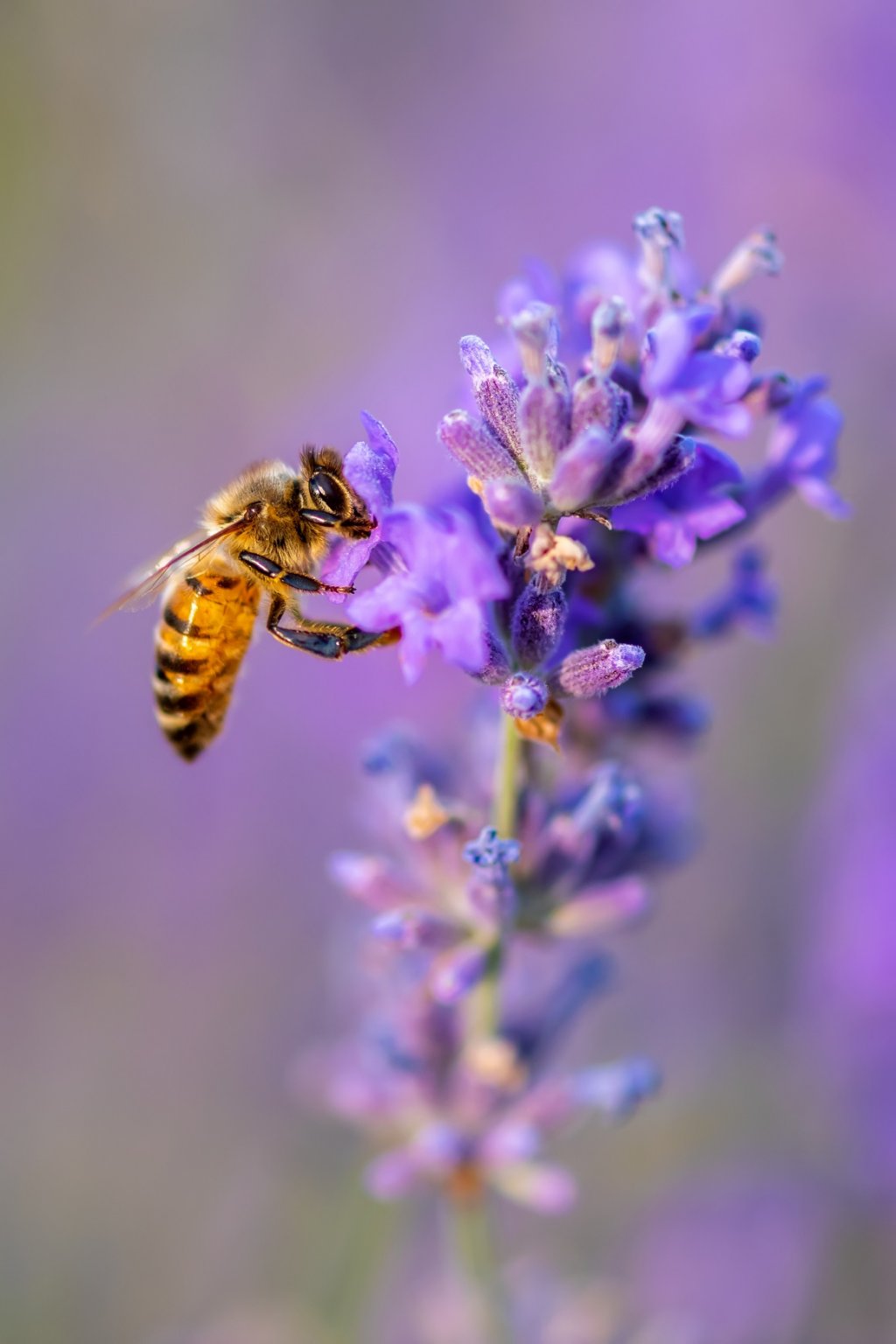 Zanimljivosti o pčelama koje niste znali: Komuniciraju kroz ples i lete ...