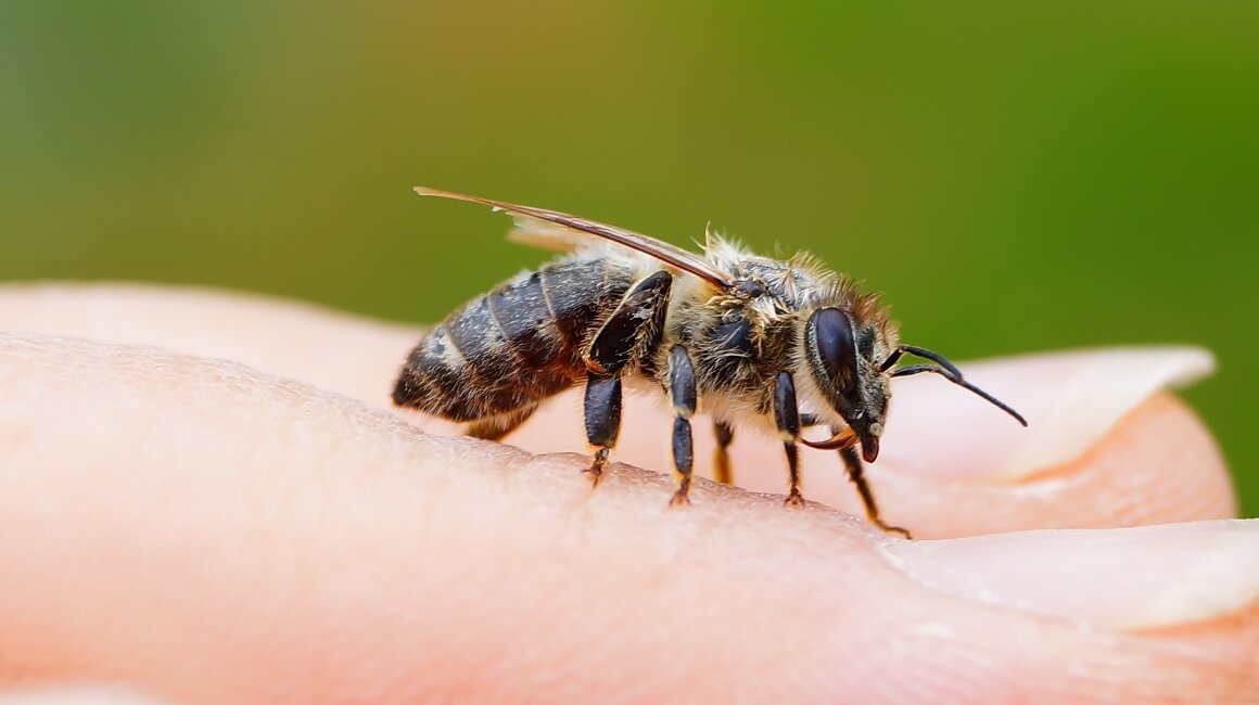 Ubod pčele ili ose | Kreni zdravo!
