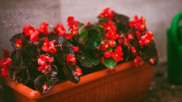 Vodenika – uzgoj, razmnožavanje, prezimljavanje, bolesti, cijena ...