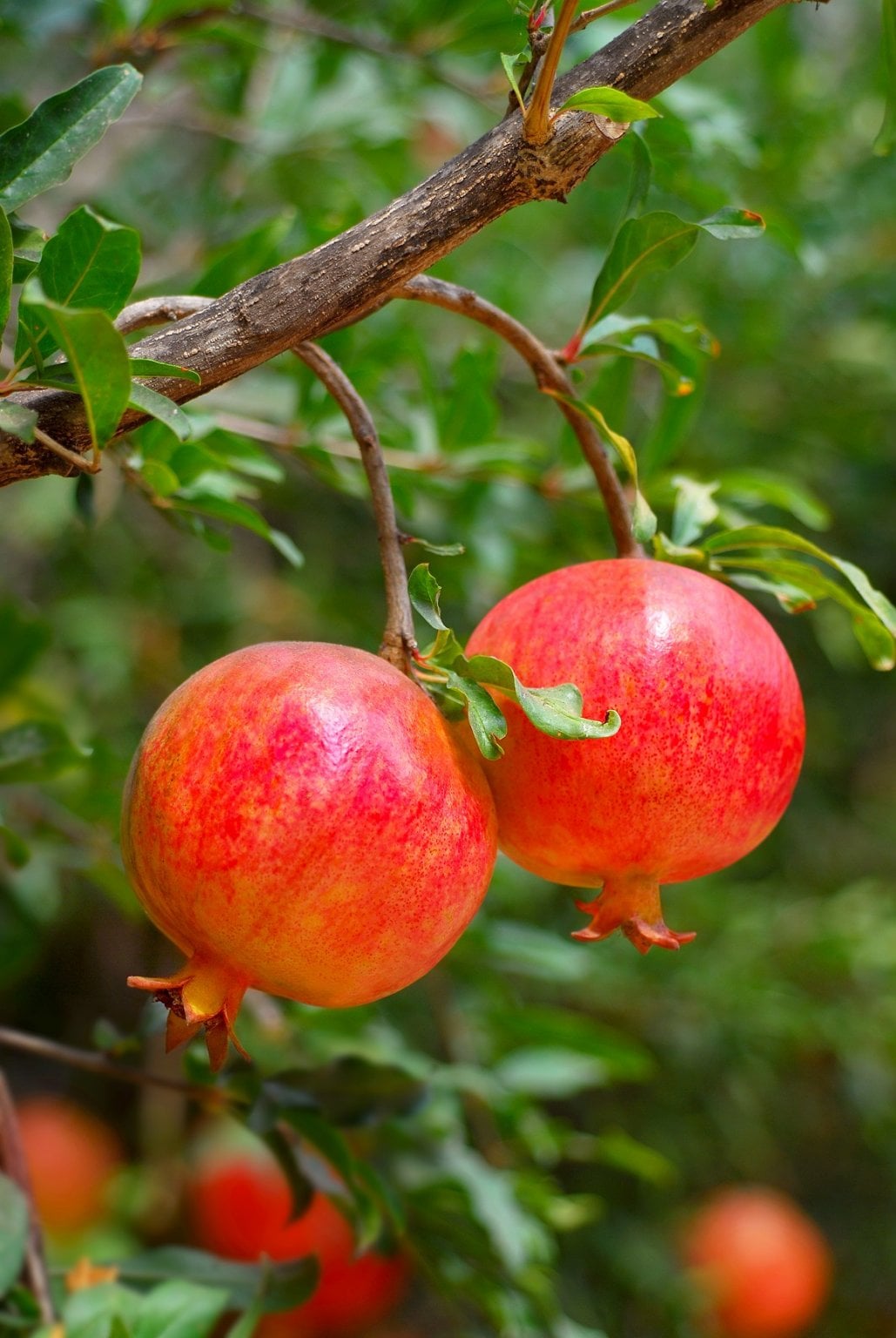 Nar ili šipak (mogranj): Kralj jeseni iz Dalmacije o čijoj se ...