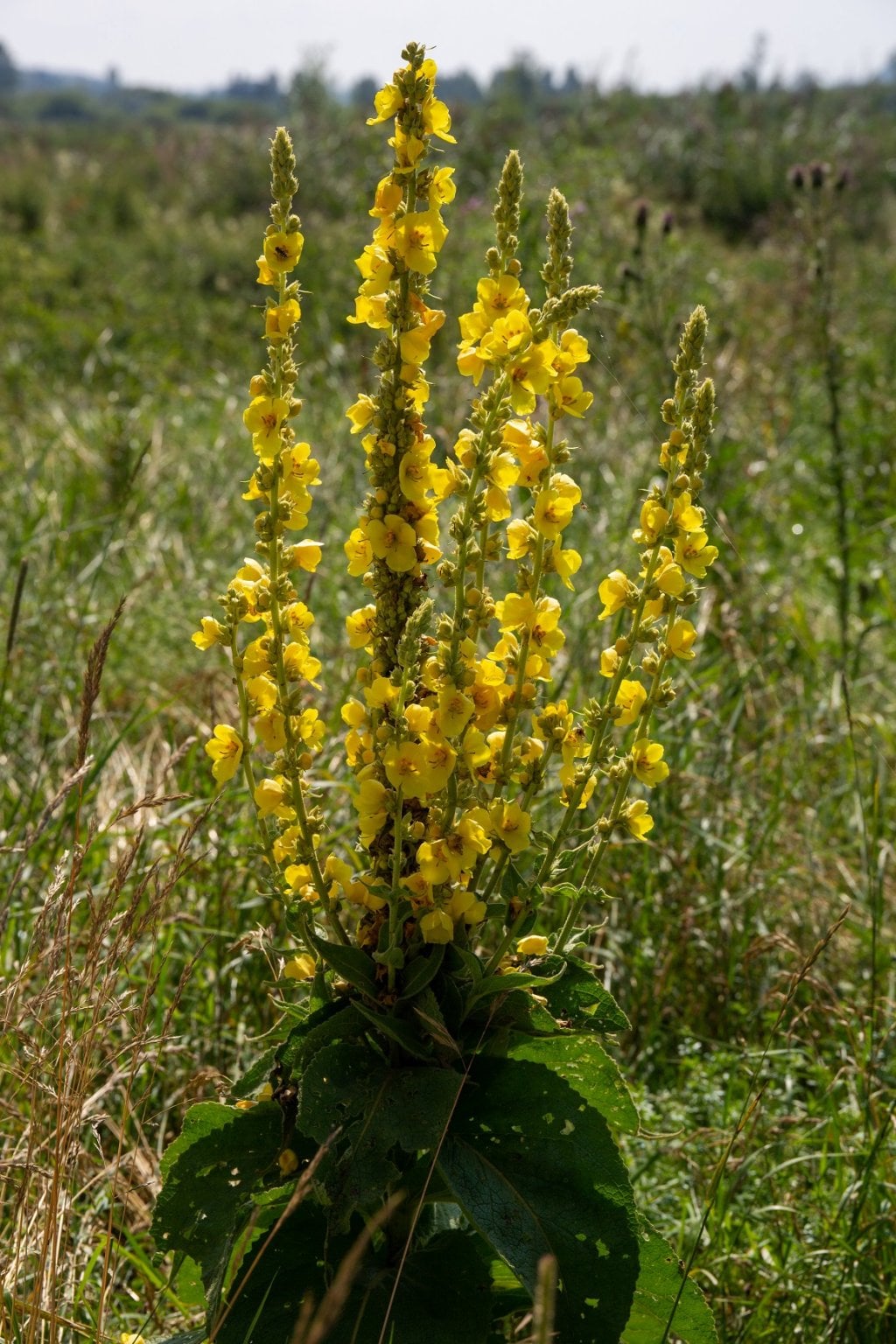 Prirodni lijek za bronhitis: Sedam domaćih pripravaka