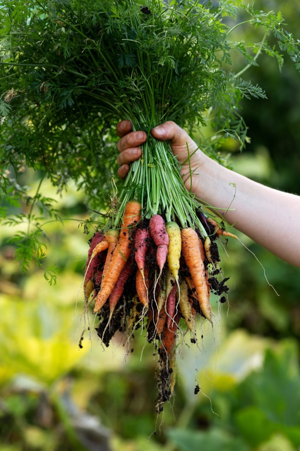 Mrkva je dobra za oči i kožu – istina ili mit? Evo što kažu ...