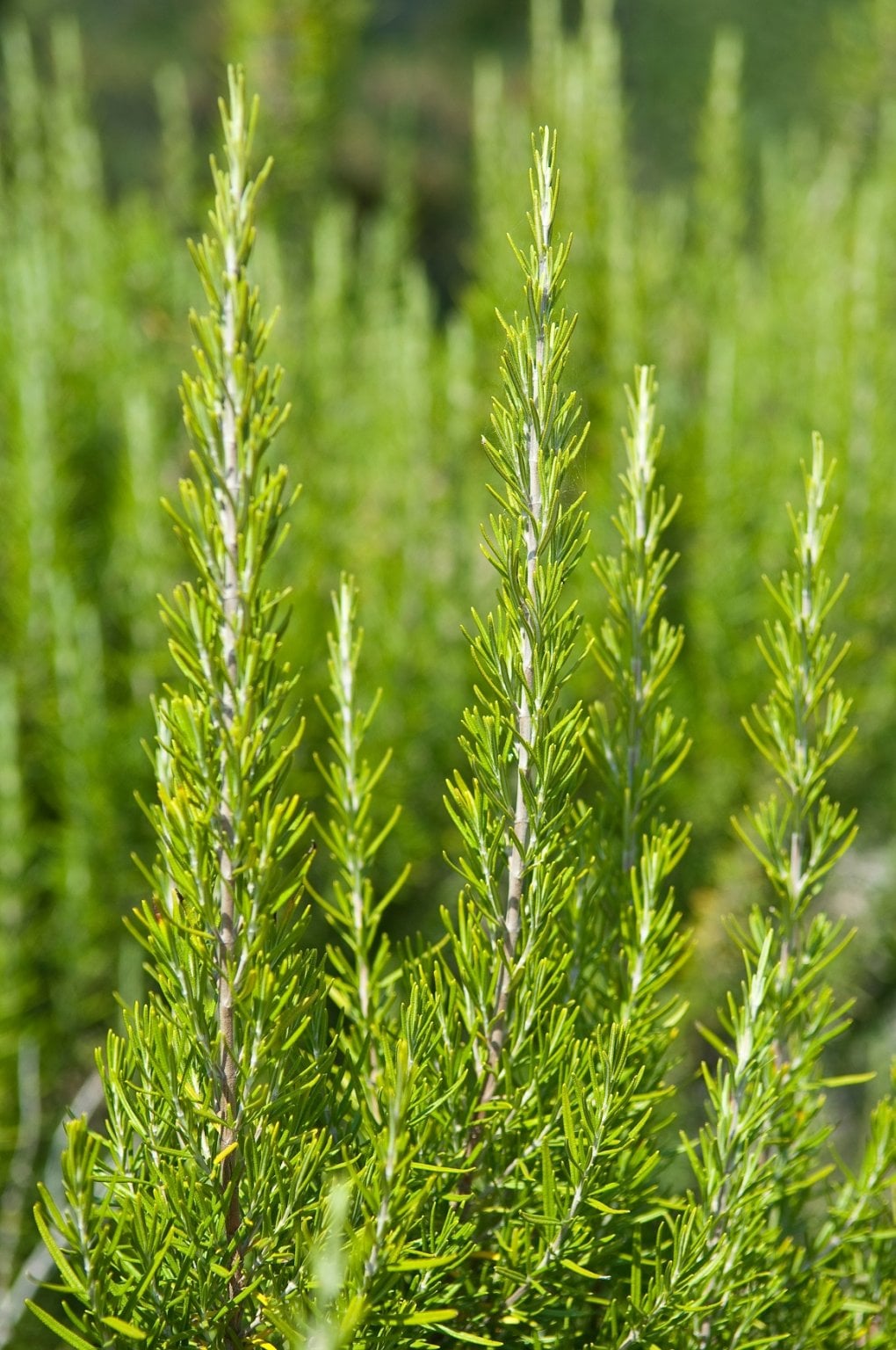 Poljska preslica: Bere se ljeti i suši za čaj koji je diuretik, jača ...