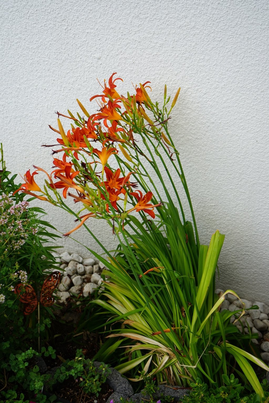 Trajnice koje vole sunce: Ovih 8 cvjetova privlačit će pozornost do jeseni