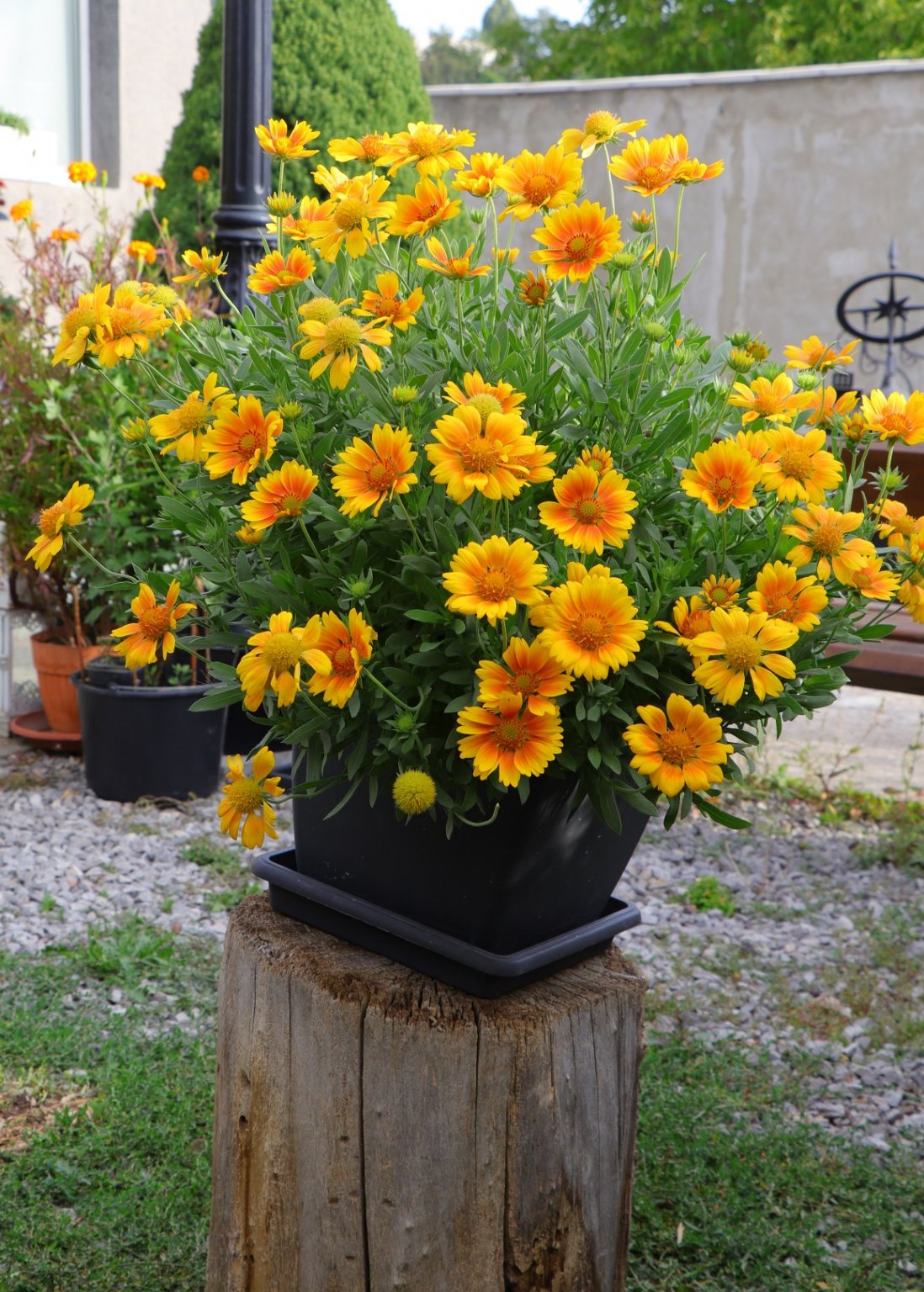 Trajnice koje vole sunce: Ovih 8 cvjetova privlačit će pozornost do jeseni